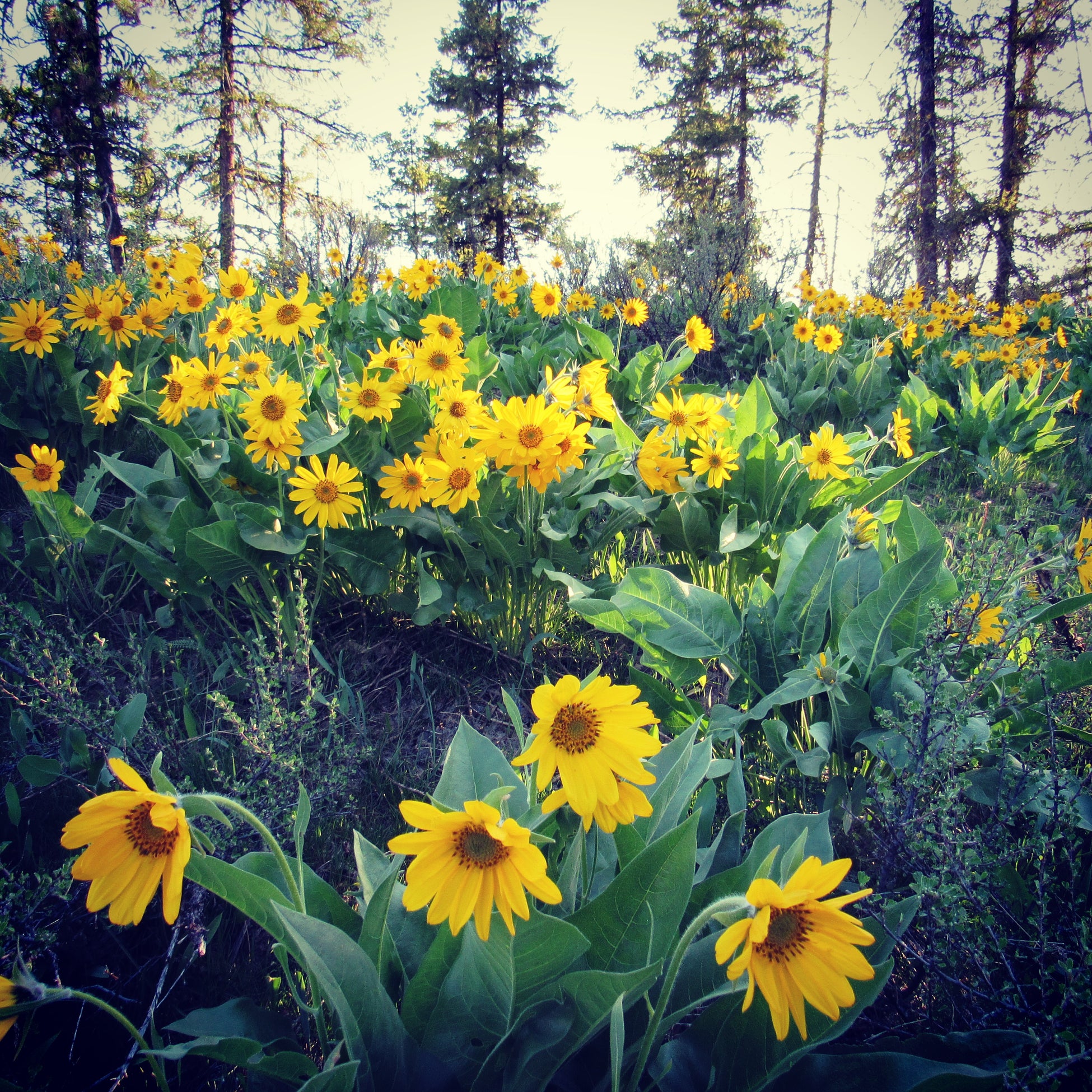 14K Gold Circle Initial Charm Necklace – Balsamroot Jewelry